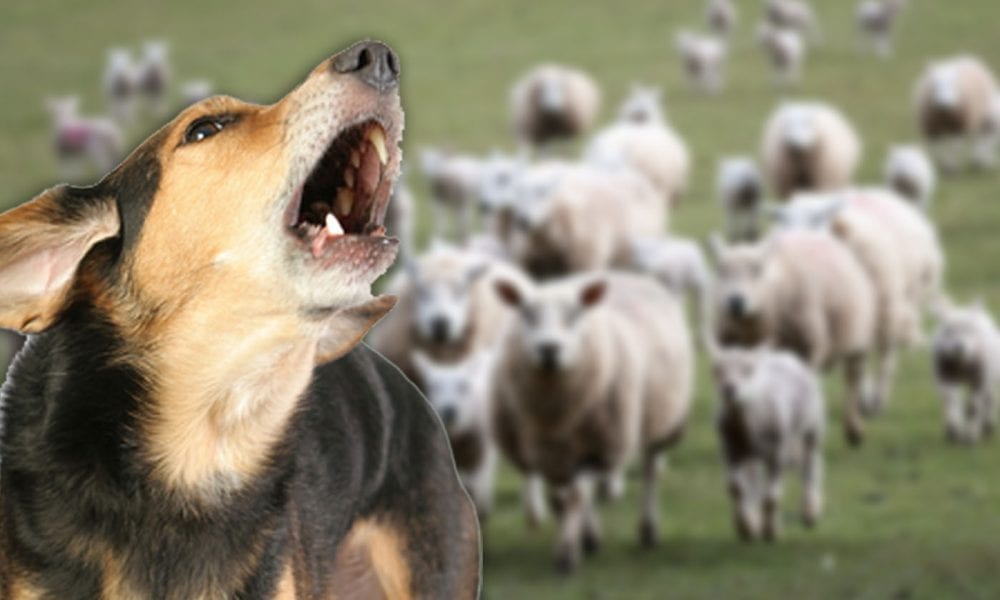 Five sheep dead and three injured following worrying incident in ...