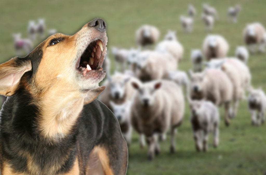 Two families have sheep slaughtered in dog attacks in south Armagh ...