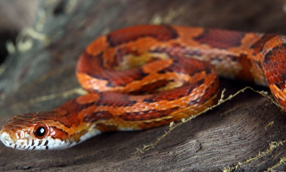 Appeal to trace owners after snake is discovered in Co Armagh – Armagh I