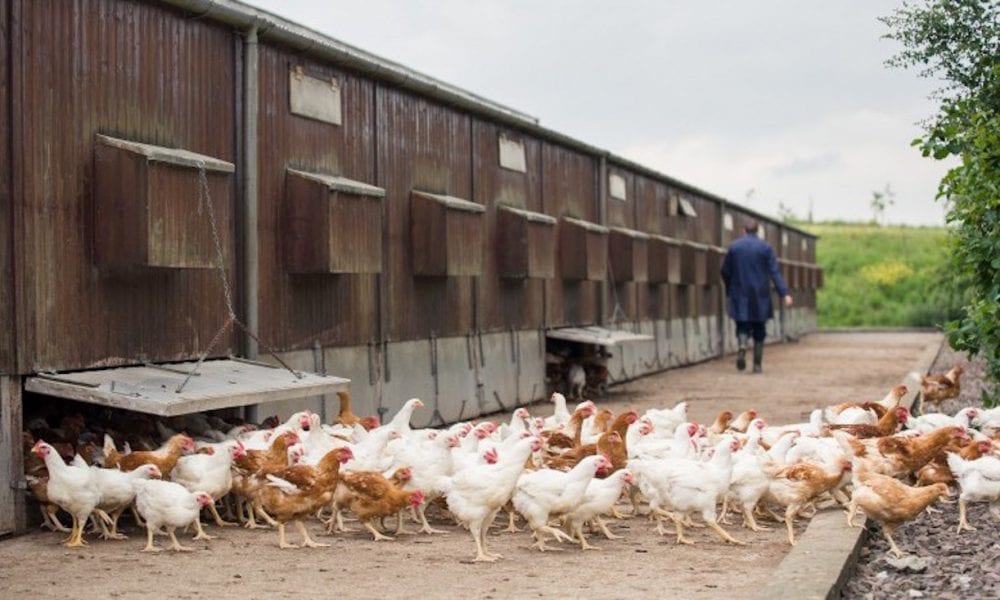 Moy Park – Armagh I