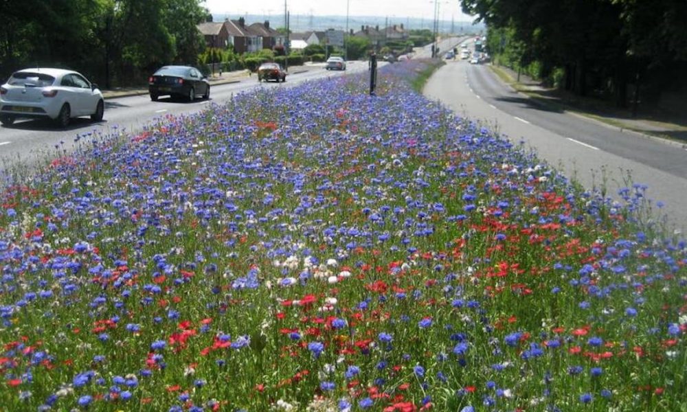 Council reveals areas set to bloom in wildflower road verge pilot ...