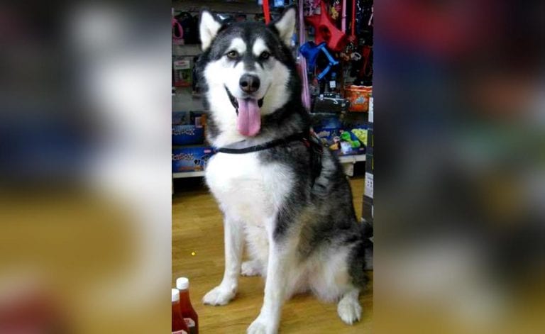 Husky dies after ‘malicious’ poisoning attack on rescue centre – Armagh I